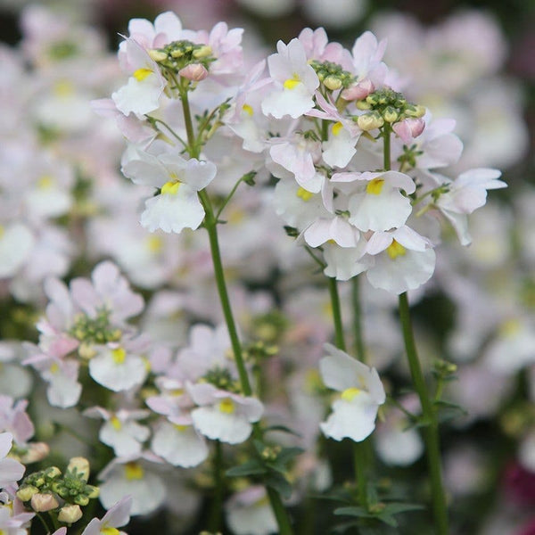 Nemesia Wisley Vanilla – Gardeners Delight Nursery