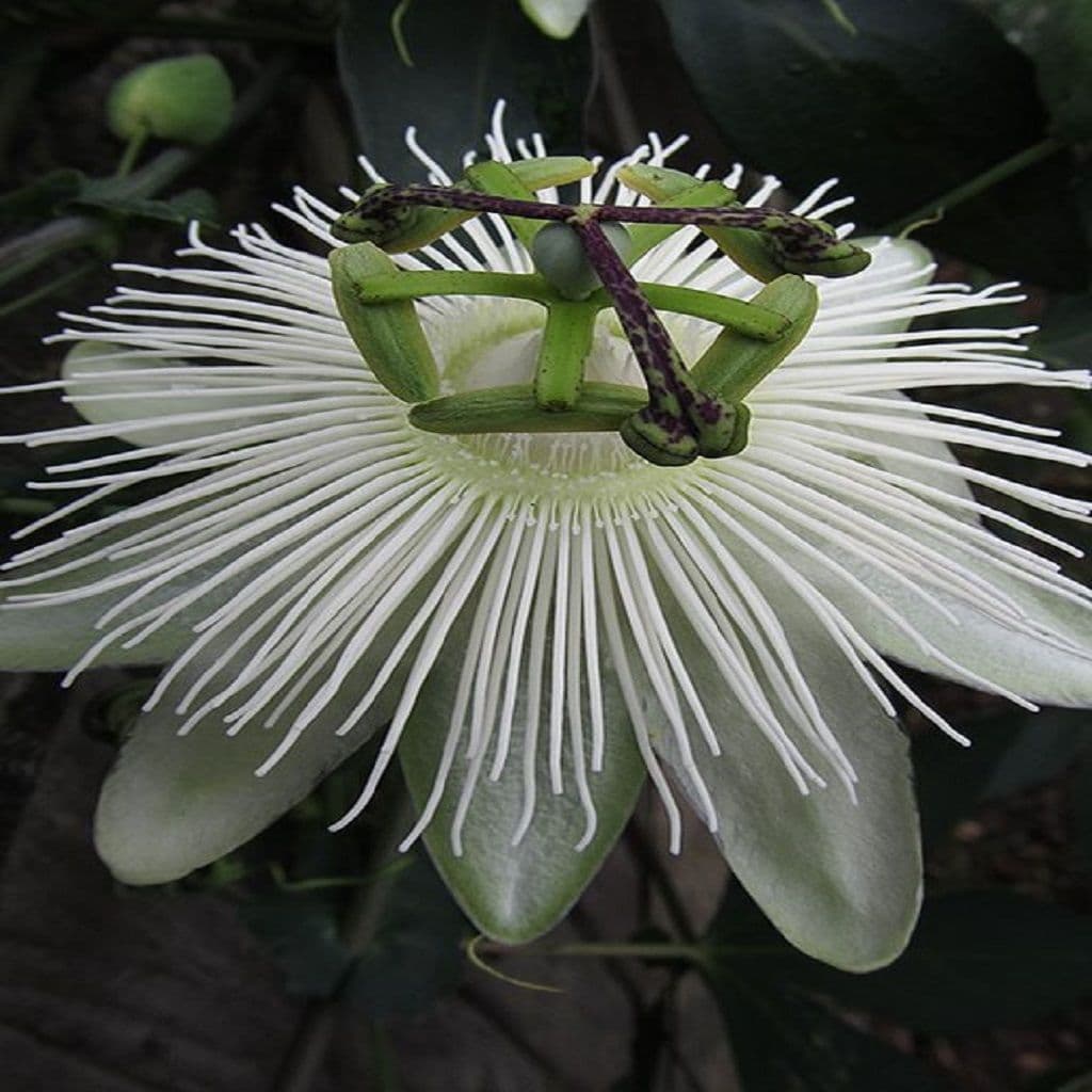 Passiflora Snow Queen – Gardeners Delight Nursery